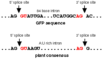 Plant expression | Haseloff Lab:
