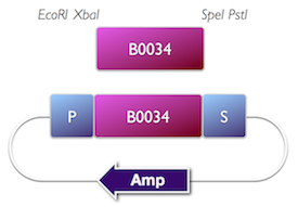 Tools | Haseloff Lab: