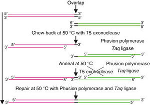 Gibson assembly | Haseloff Lab: